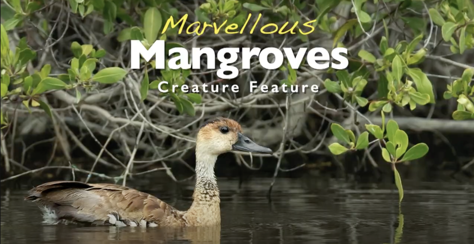 Marvellous Mangroves Creature Feature Ep.2 - Mangrove Action Project